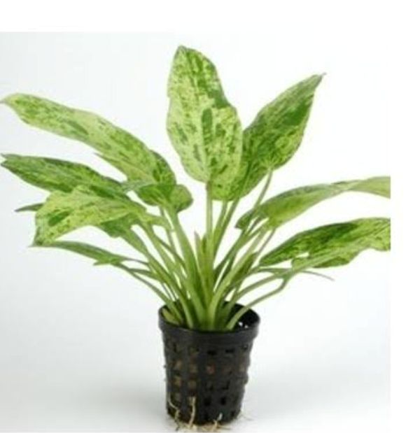 Amazon Sword Variegated – LM Pet Shop